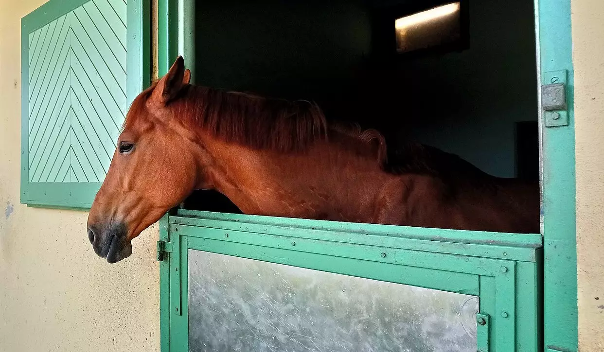 コロナウイルス時代の馬の飼育