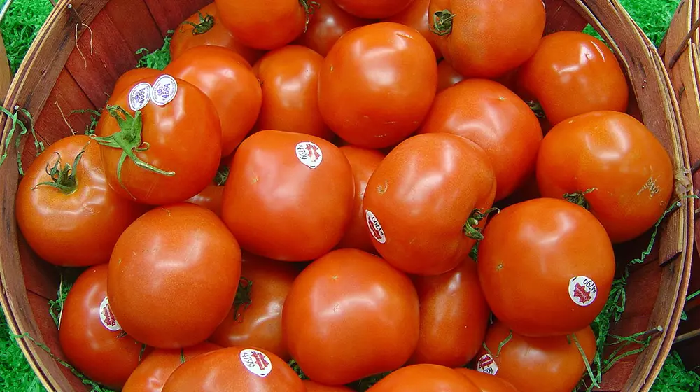Qanday qilib bitta kitob meni pomidorlar mening o'lik dushmanlarim emasligiga ishontirdi (ilgari o'ylagandek)