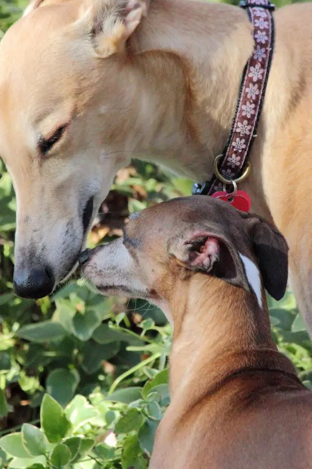 Gentle Giants: perros de rescate, adopción de mascotas y lecciones de amor y supervivencia