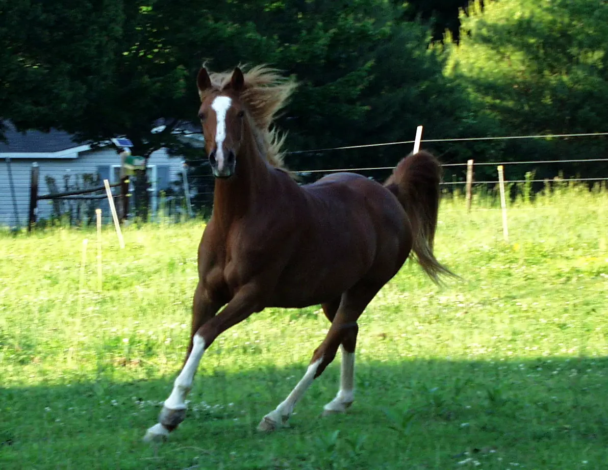 SFF Horse Breeds: Ang Arabian