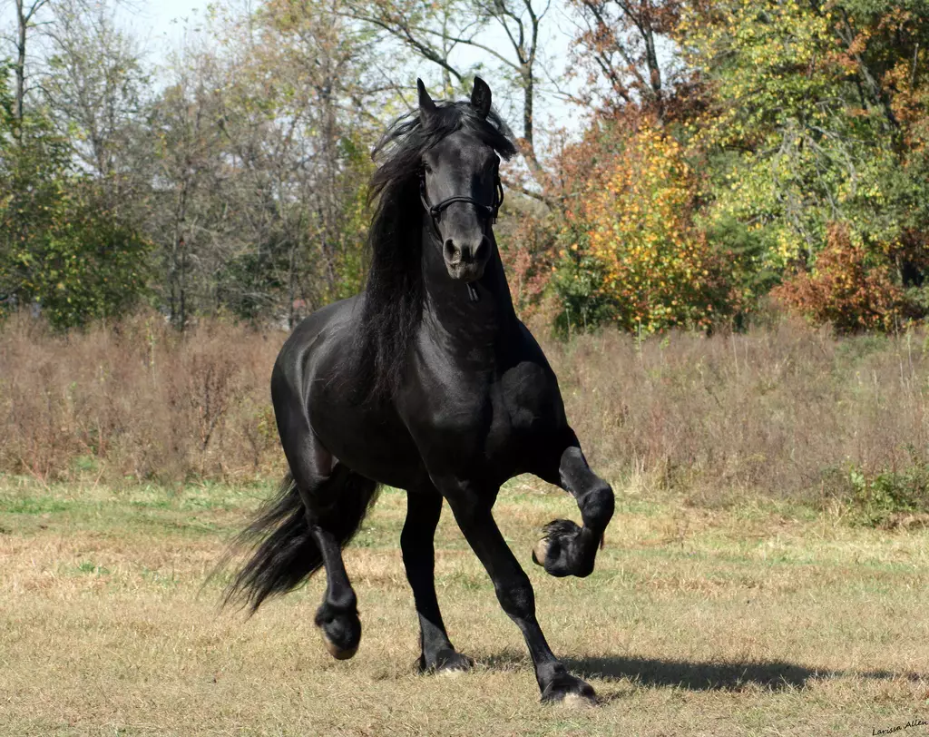 SFF Sofa'i Solofanua: Le Friesian Horse