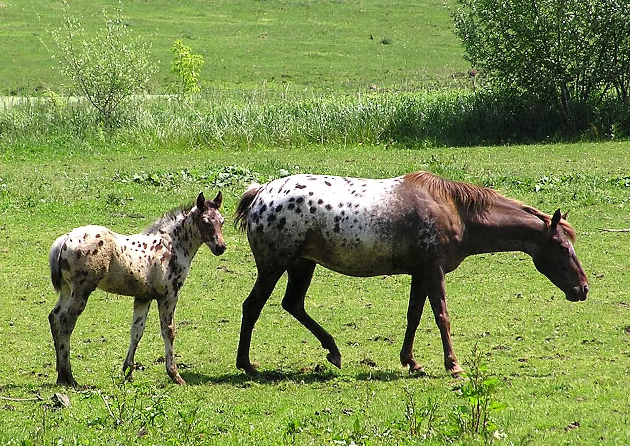 SFF жылқы тұқымдары: Appaloosa