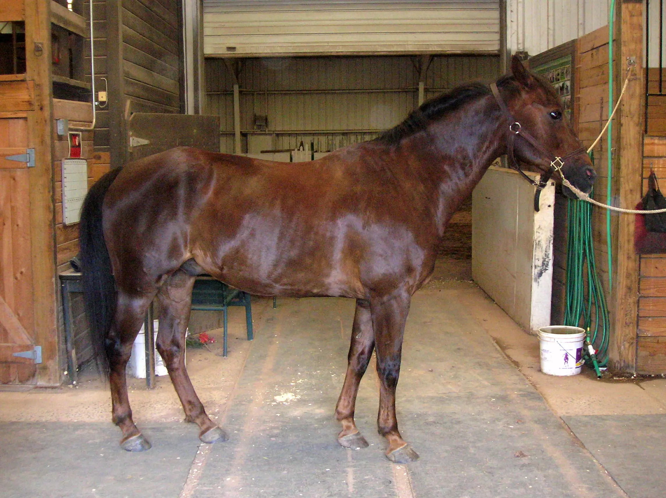 SFF Horse Breeds: Justin Morgan's Horse