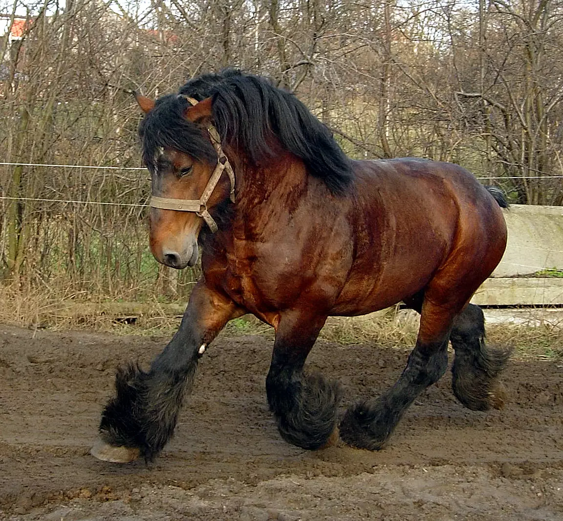 Bridiau Ceffylau SFF: The Heavy Horse