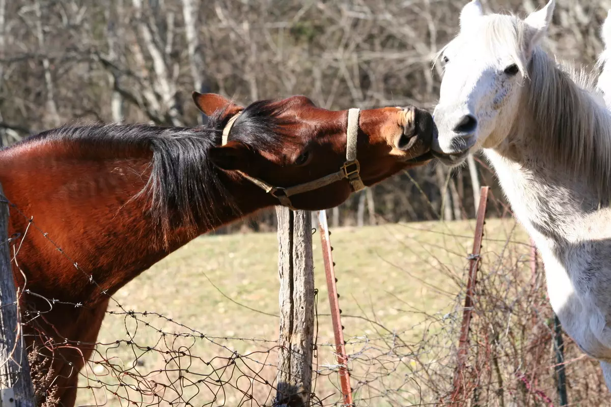 Spring Comes to Horse World