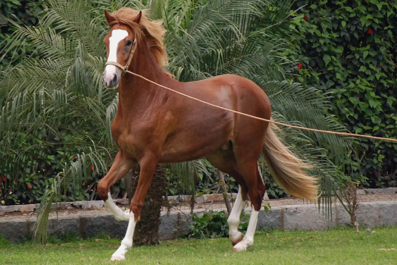 SFF Horse Breeds: Paso และ Paso