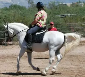 SFF Horse Breeds: ການໂຈມຕີຂອງສະຫມອງ Pony 14062_1