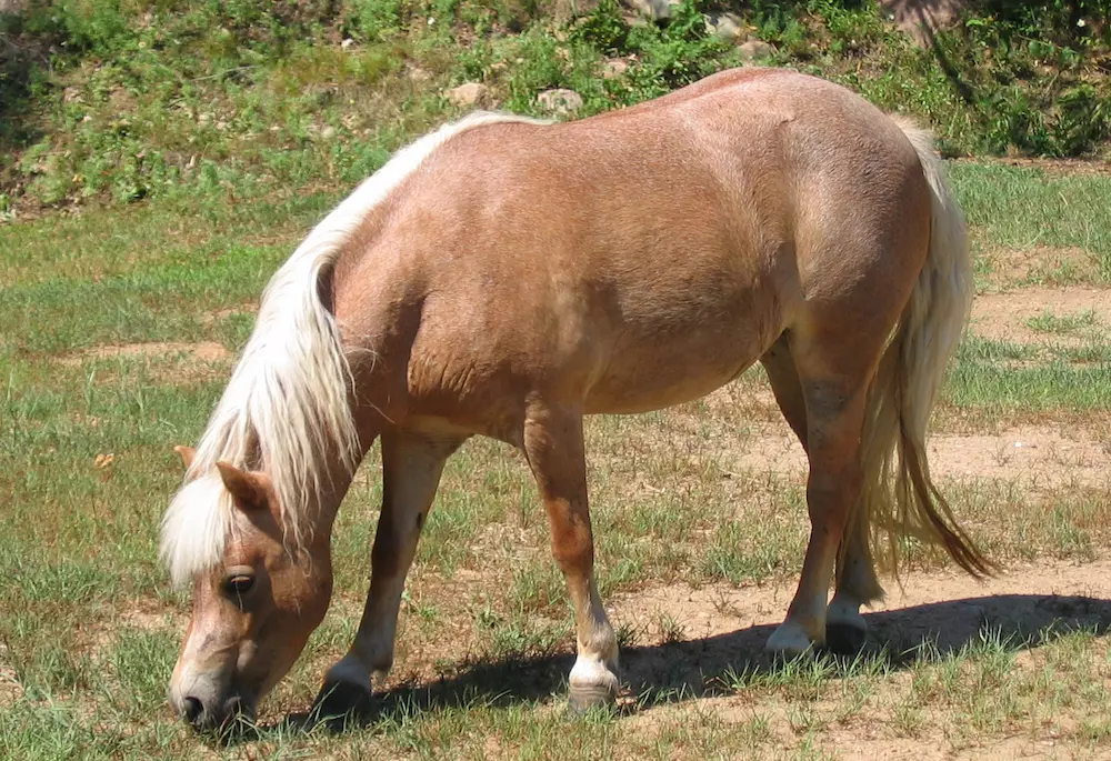 نژاد اسب SFF: اسب های کوچک