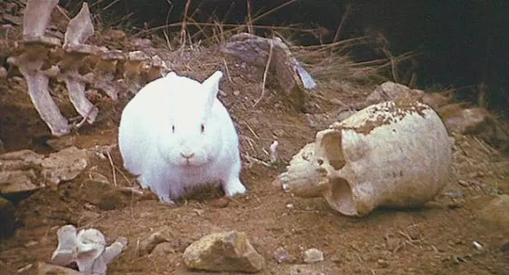 په SFF کې غوره خرگوش (او نور عجیب، خرگوش ډوله مخلوق). 14567_5