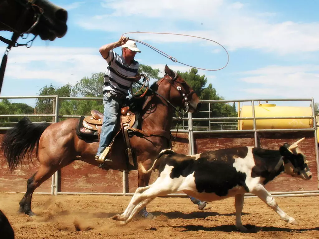 SFF Horse Breeds: America's All-Purpose Horse