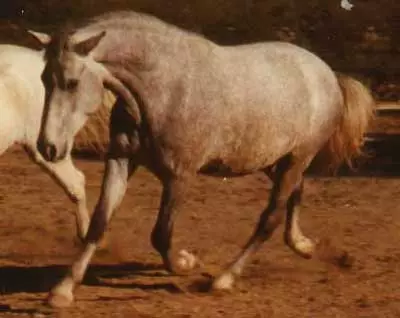 Equine Yakale ndi Momwe (ndipo) Timaganizira Kuti Inakulira 15528_2