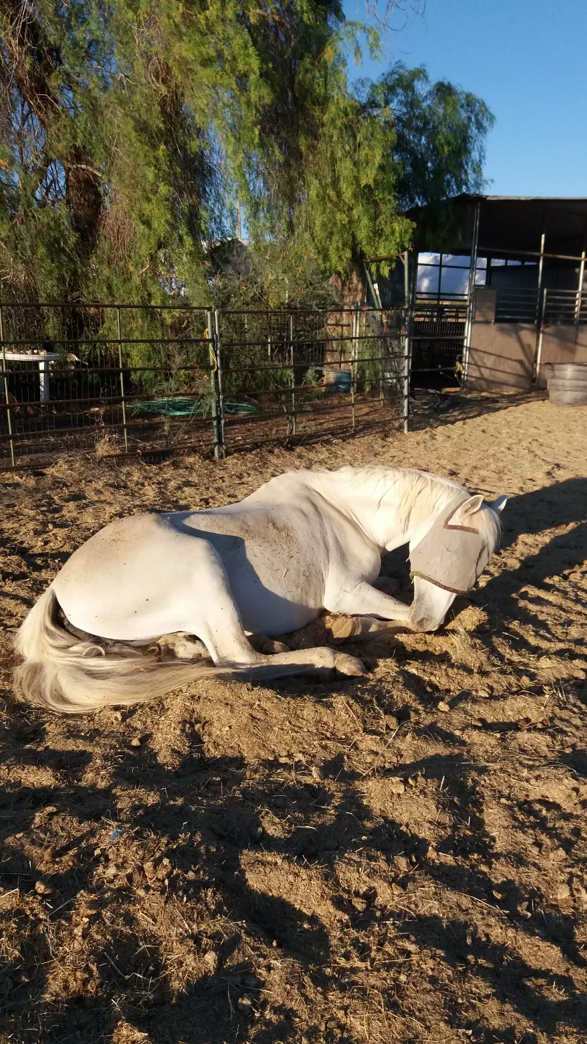 Dancing Before Kings: Marguerite Henry's White Stallion of Lipizza 16395_2