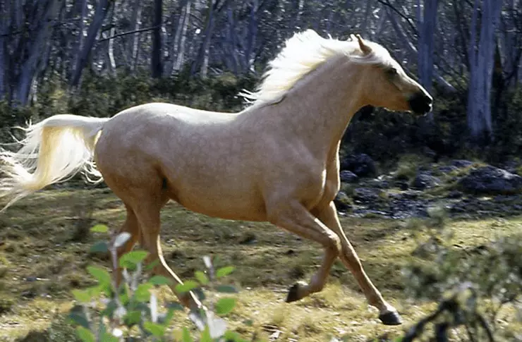 Power, Freedom, and Horse Movies: The Silver Brumby og The Man From Snowy River