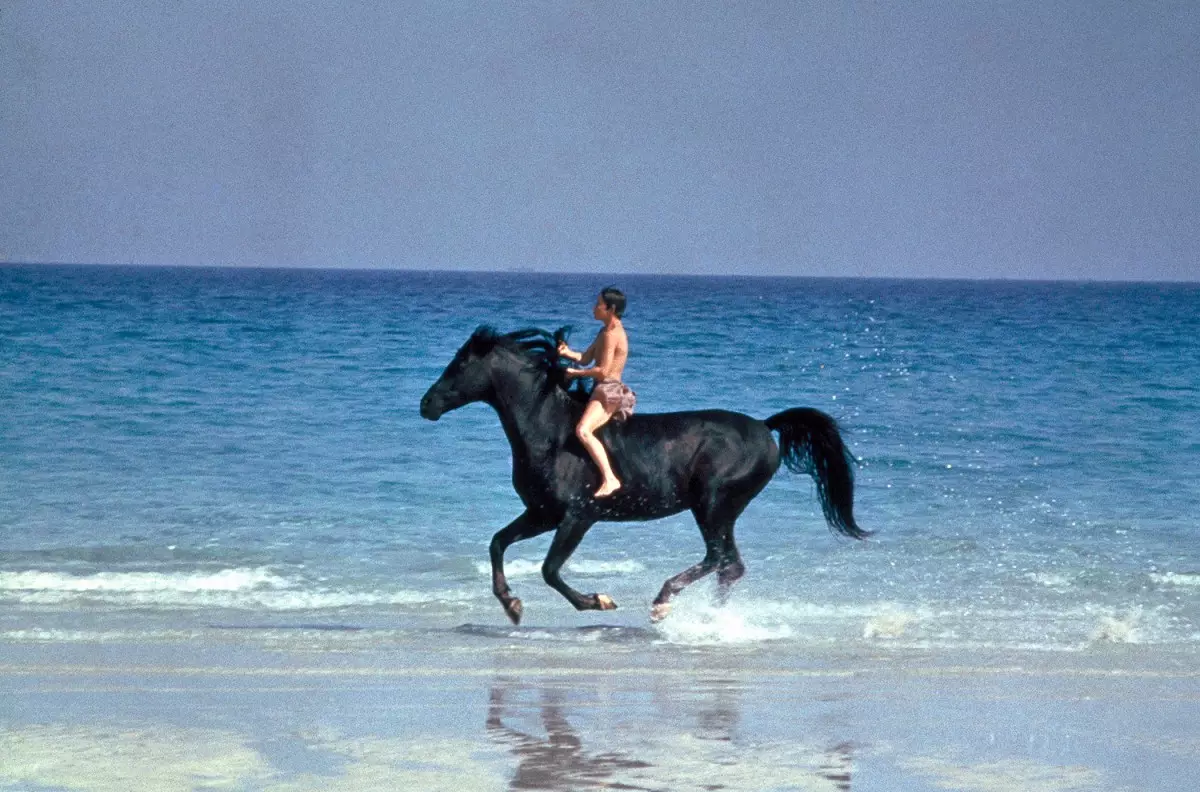 Corse contro il vento con The Black Stallion