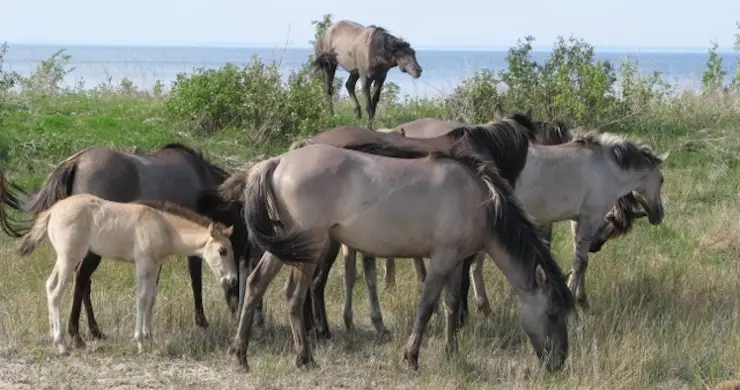 Спросите SFF Equine: может ли жеребец быть хорошим отцом?