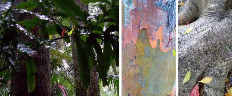 Revelando a selva tropical máxica da encrucillada de dosel de Thoraiya Dyer 20645_1