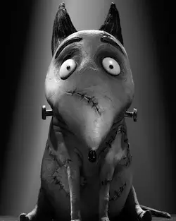 Den lever! And Cute As an Undead Button: Frankenweenie