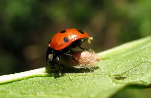 Parassitic Wasp Jimpjega Zombie Ladybug biex Guard Cocoon