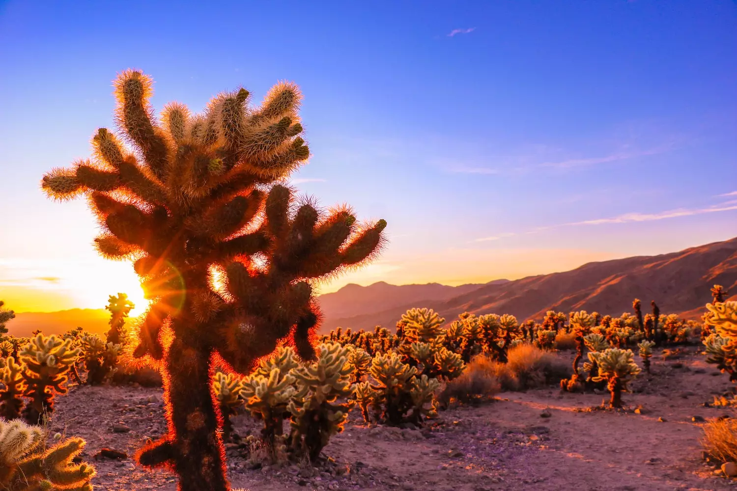 Weird Mojave: In rûnlieding fan spekulative fiksje út 'e woastyn