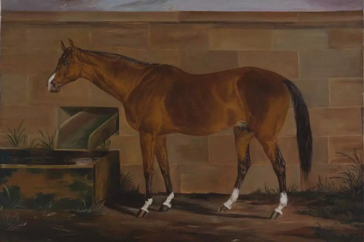 Džeraldīnas Brūksas meistarklase zirgu rakstīšanā: zirgs