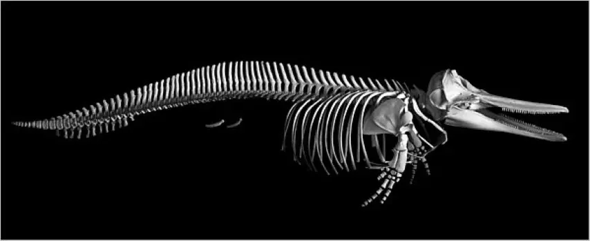 Evoluutio mustavalkoisena 70190_5