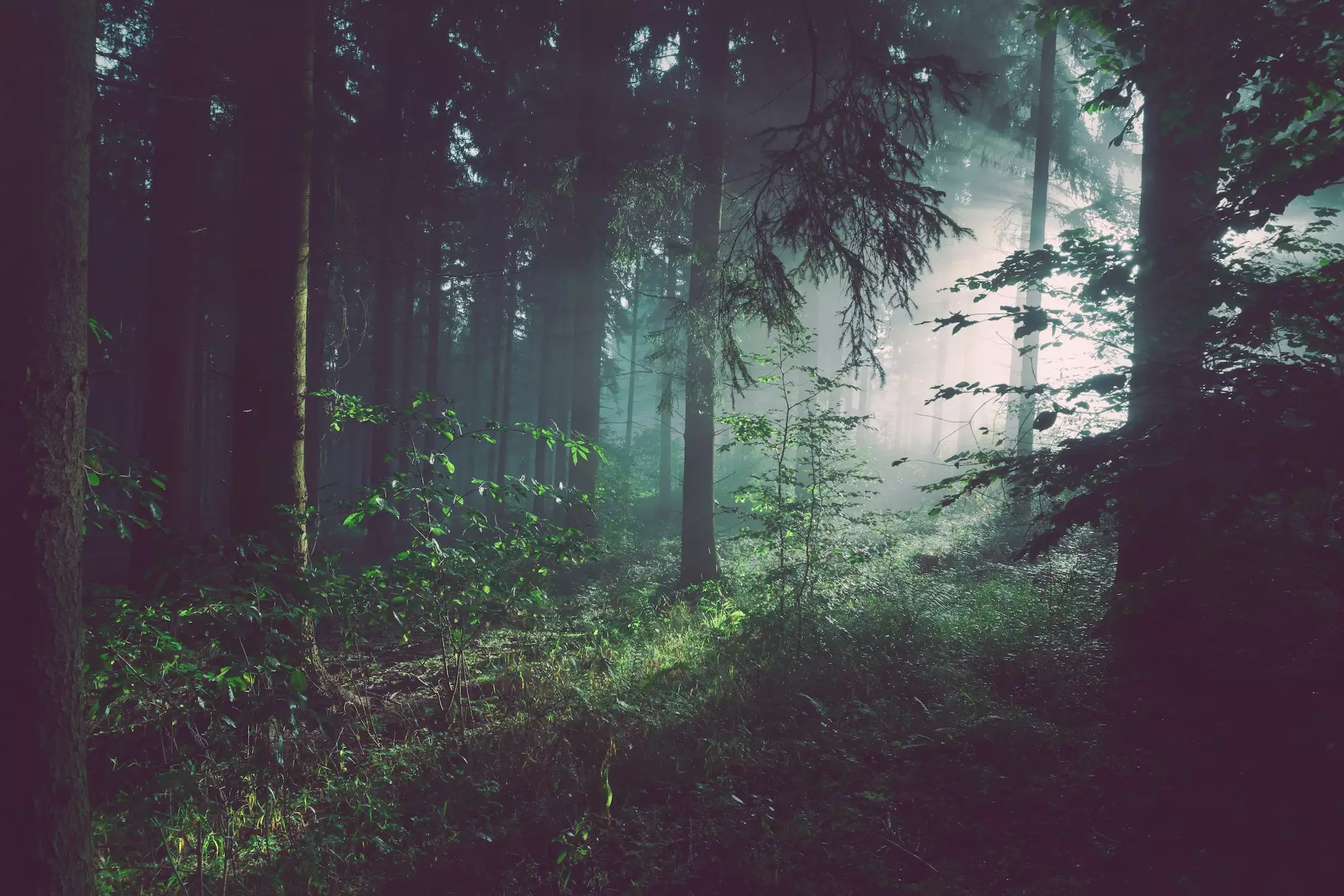 Projděte se pod baldachýnem 8 fiktivních lesů